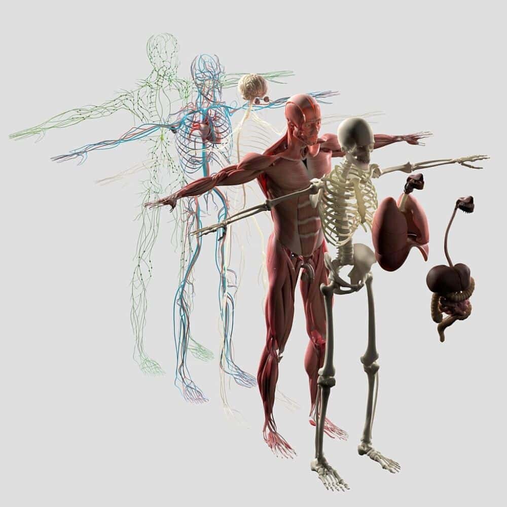 Anatomia corpo umano: apparato muscolo-scheletrico | Evolution Academy®